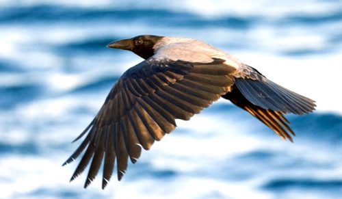 MADARAK: Varjak támadják meg Zágráb és Belgrád lakóit, avagy Alfred ...